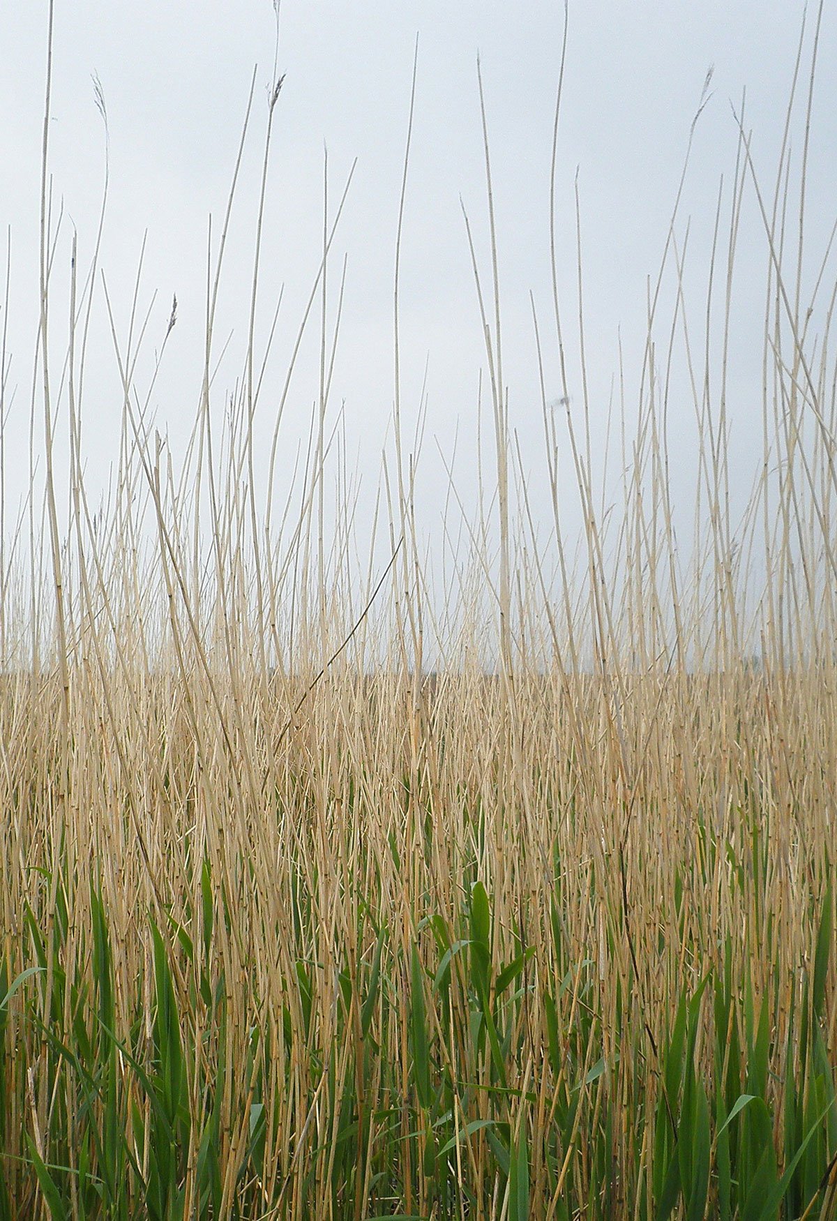 Behind the Design of Grain and Reeds - FilzFelt